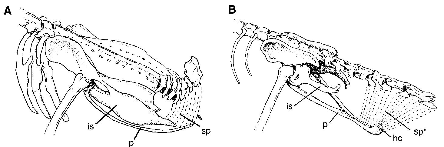 Pelvic and tail skeleton and suprapubic musculature of (a)