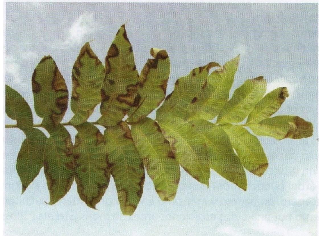 Wilting (bronzing) and leaf necrosis of pecan trees affected
