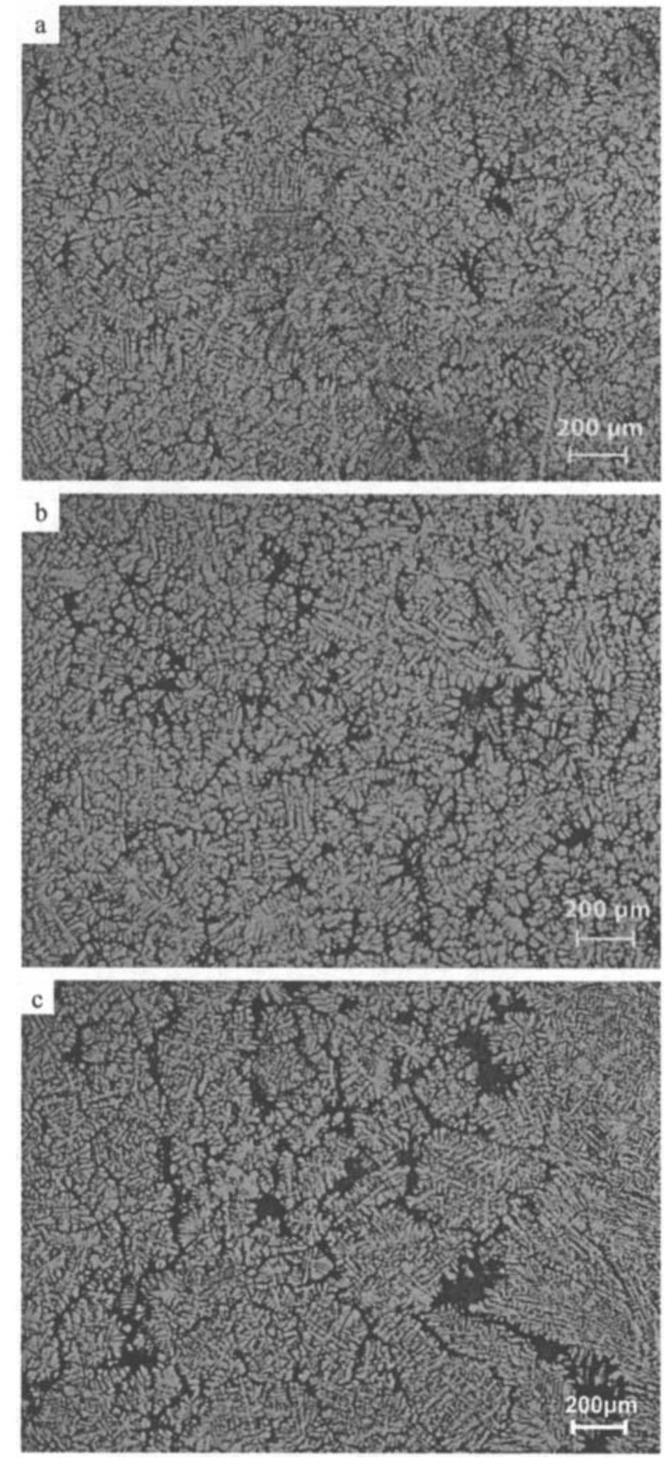 Optical micrographs showing the microstructure of a356 alloy