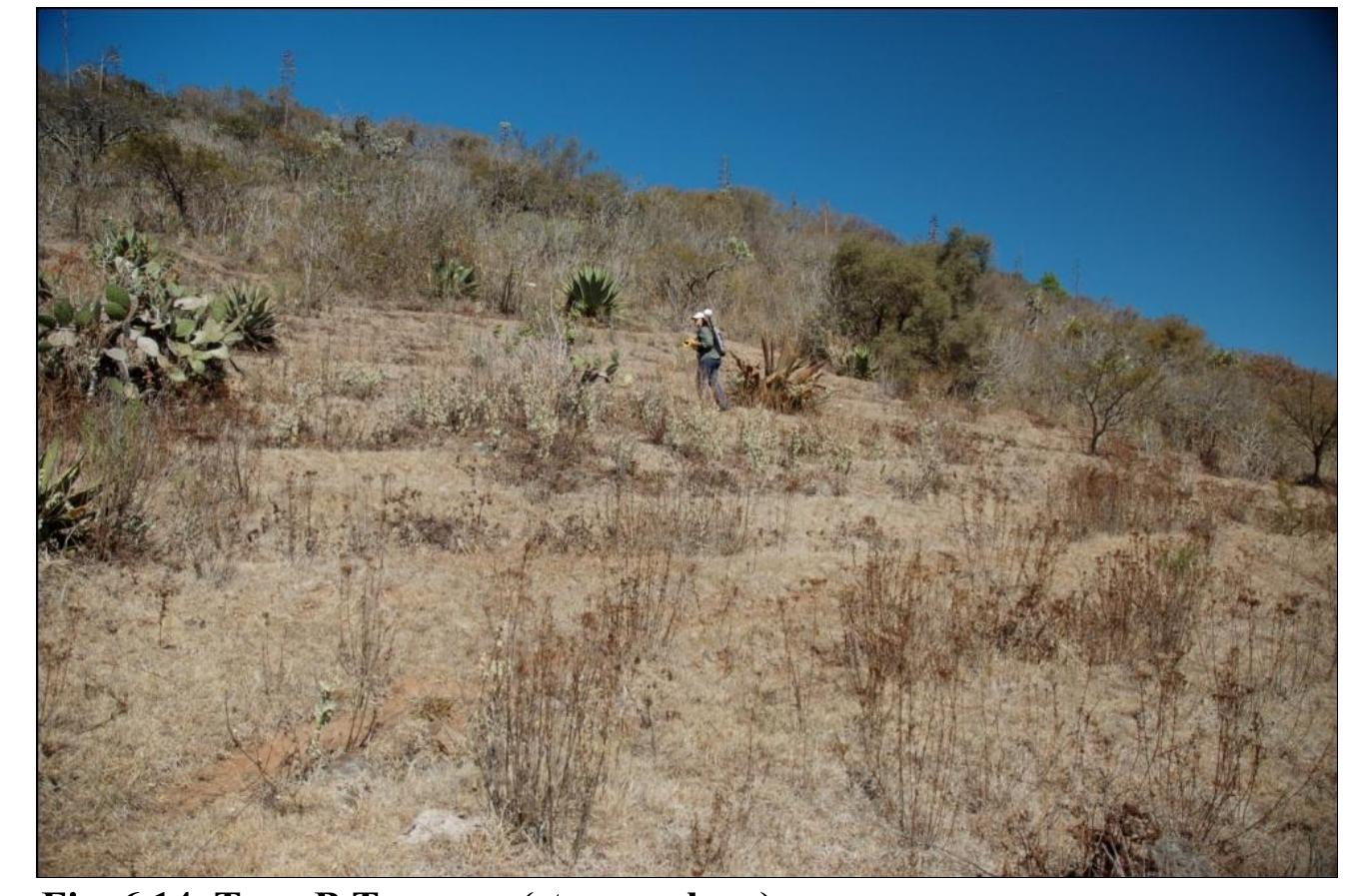 Most common types of terraces in the aptpato landscape.