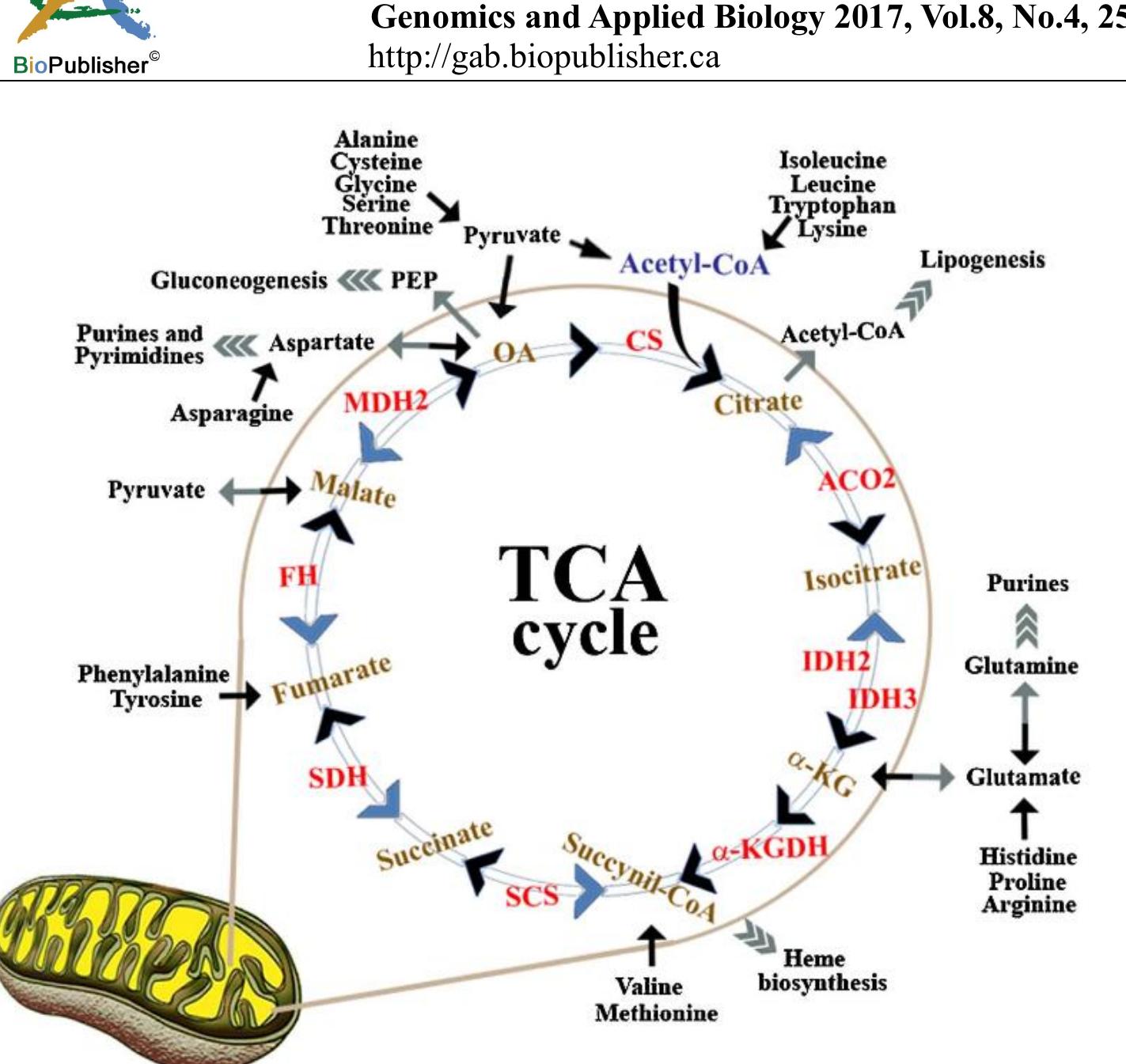 | schematic overview of the [ca cycle note: black arrowheads