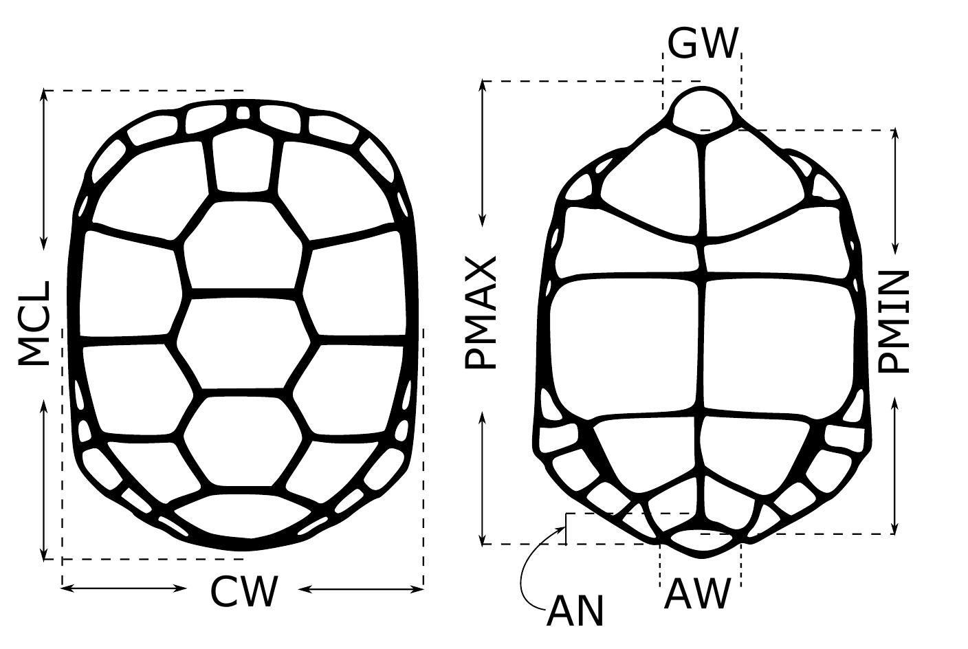 Morphological measurements from young gopher tortoises