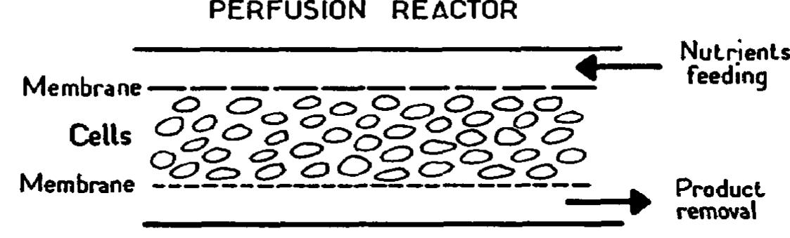 Schematic of a membrane perfusion reactor most