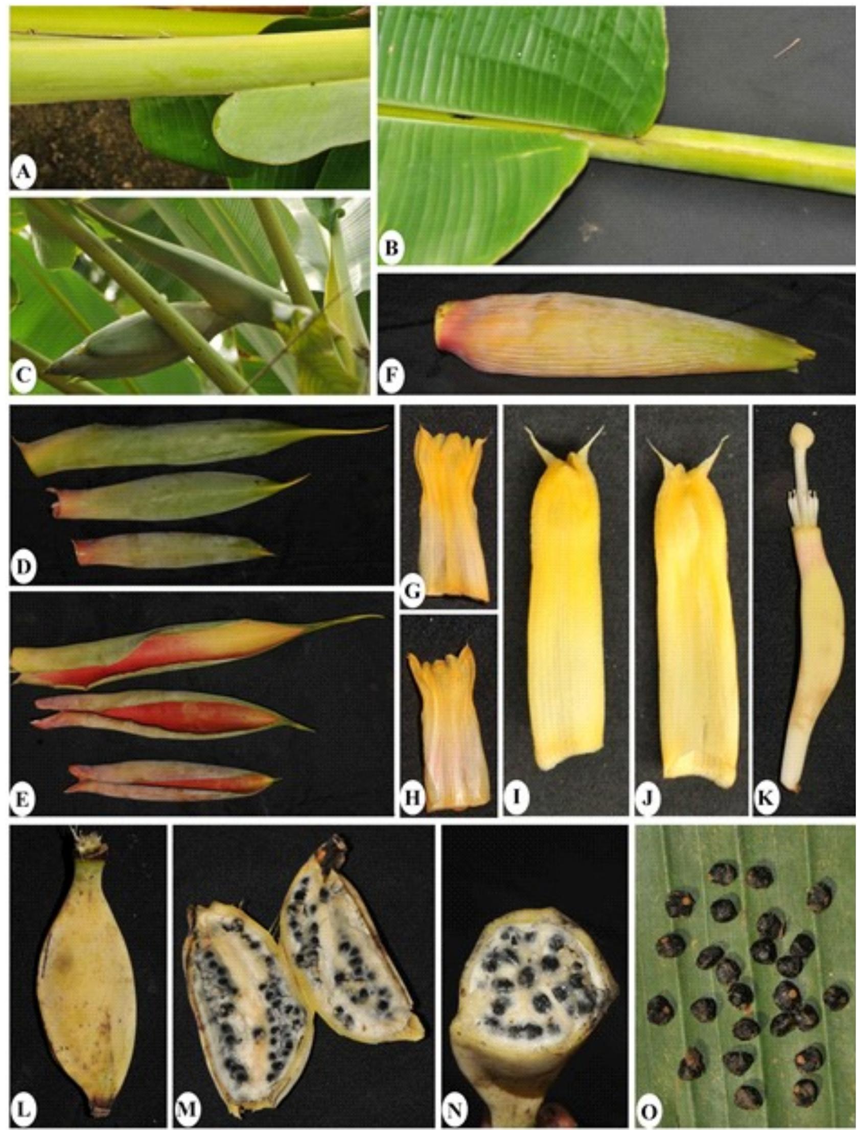 Musa paramjitiana l.j. singh (photographs from protologue):