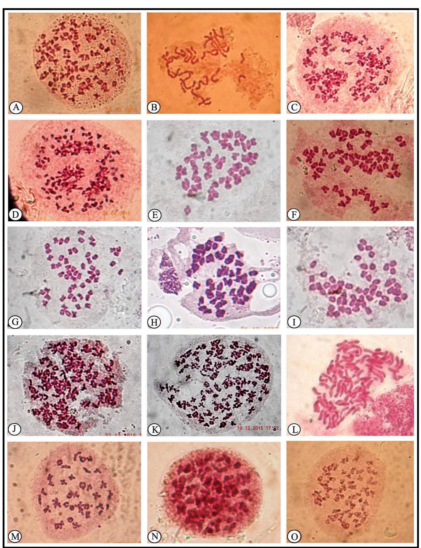 Meiosis in spore mother cell of ferns. (a) parahemionitis