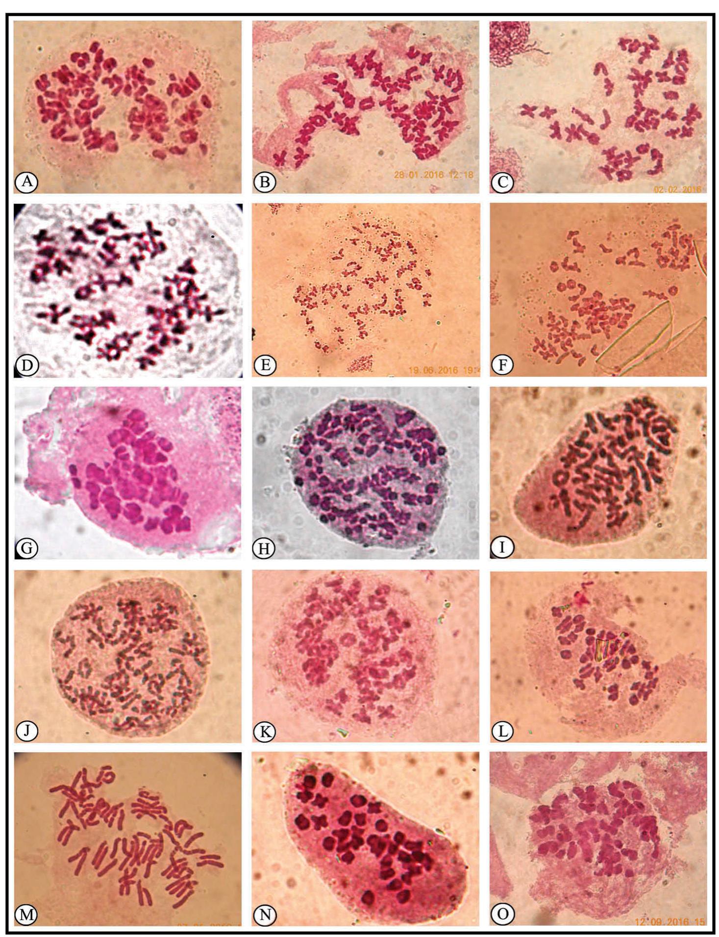 Meiosis in spore mother cell of ferns. (a) bolbitis