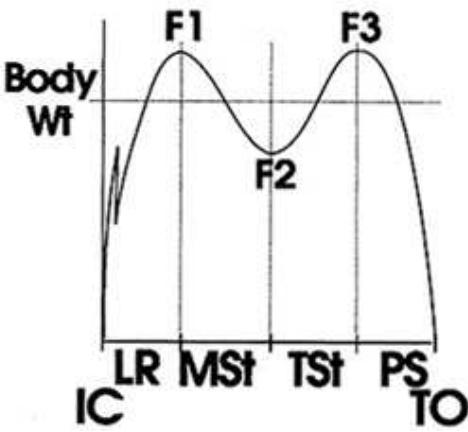 5: the vertical force shows the five phases of gait at
