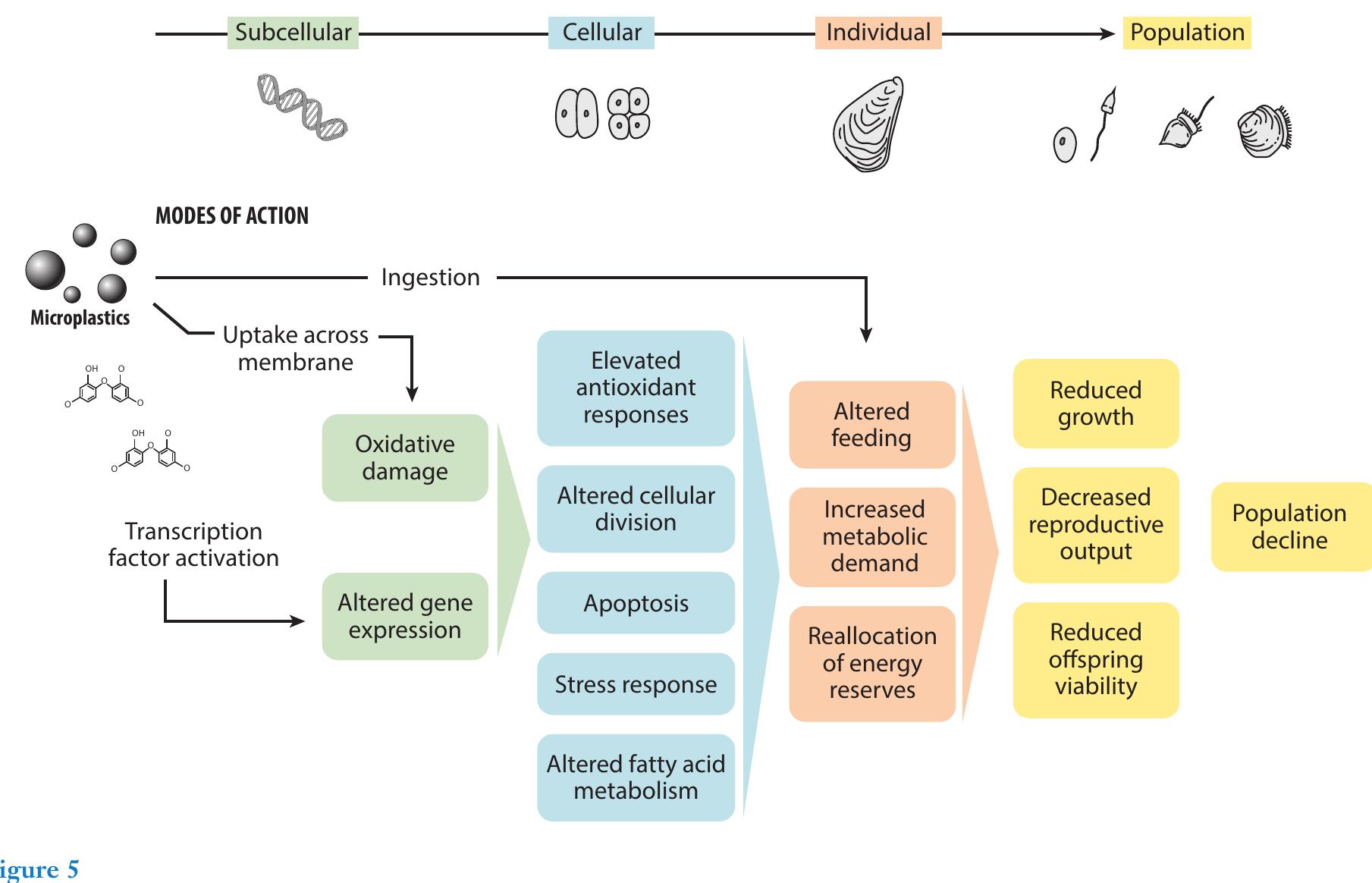 Tentative outcome pathways of microplastic pollution at