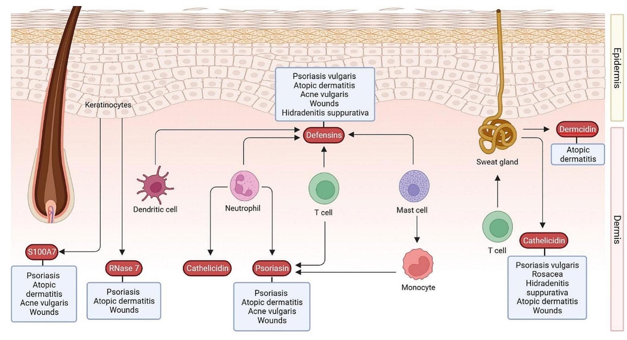 Figure 2 - from Antimicrobial Peptides (AMPs): New