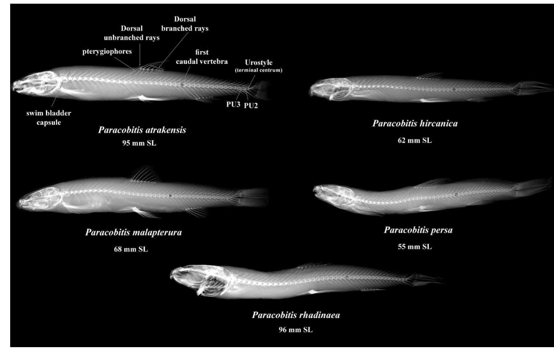 Skeleton of paracobitis species (x-ray images), (pu: