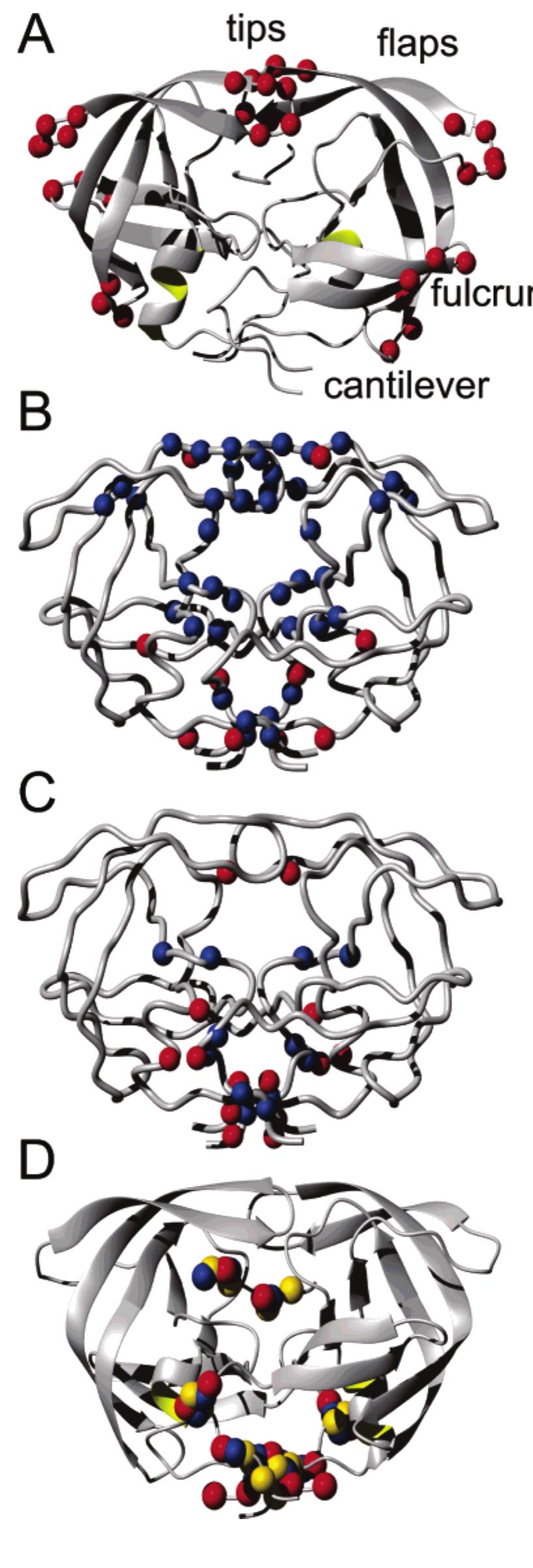 Multiple time-scale motions in the free and inhibitor bound