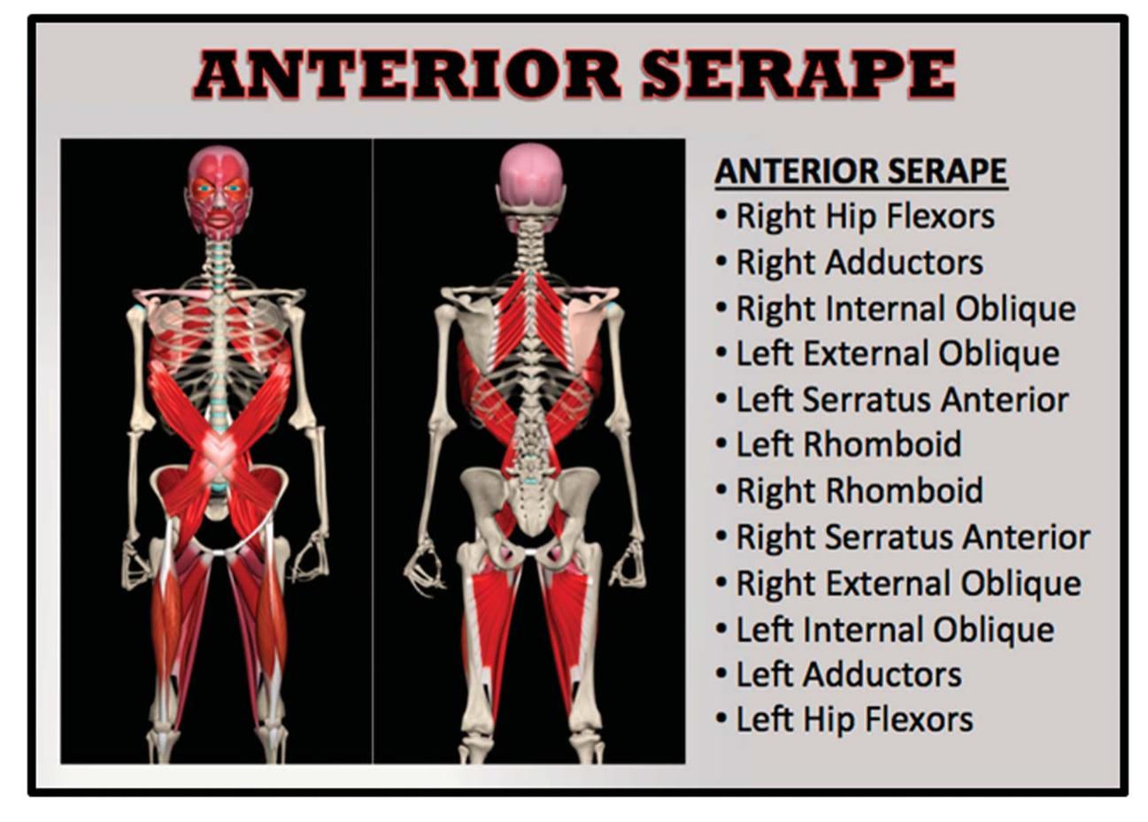 Ure 6. nts anterior serape looks like a ribbon wrapped