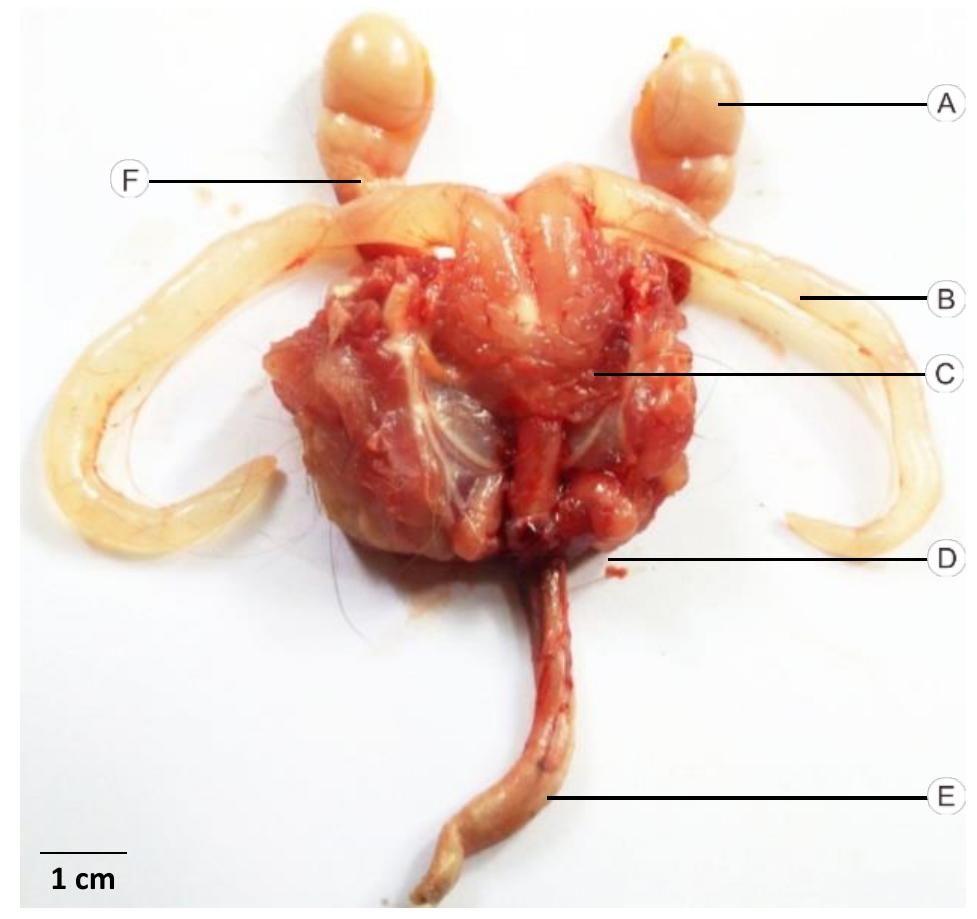 Anatomy of male reproductive organ of male ginea pig (cavia