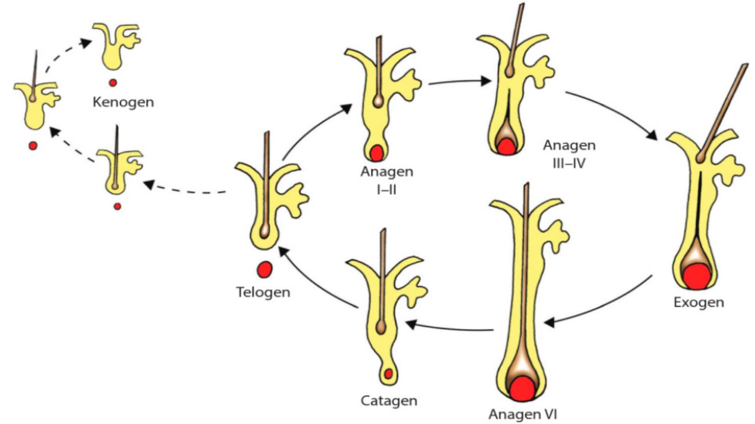 Hair life cycle. reproduced with permission from [33],