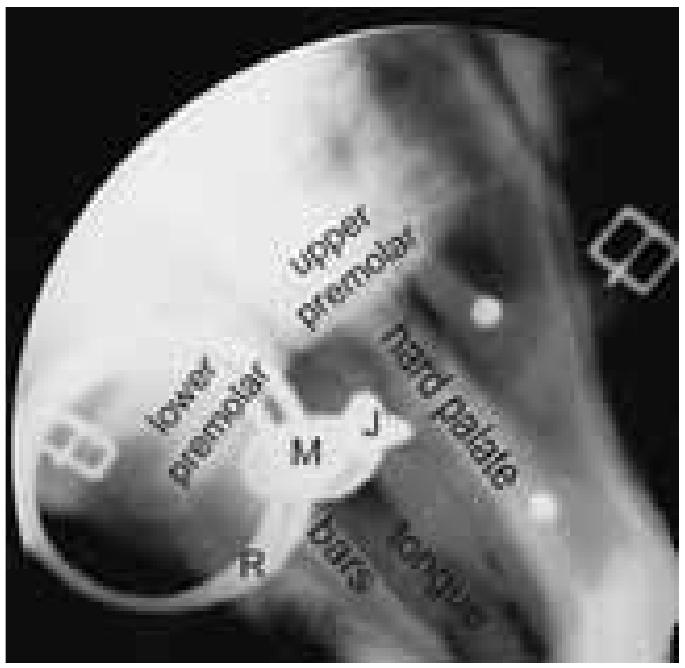 Lateral-view radiograph of a horse's head. the horse is