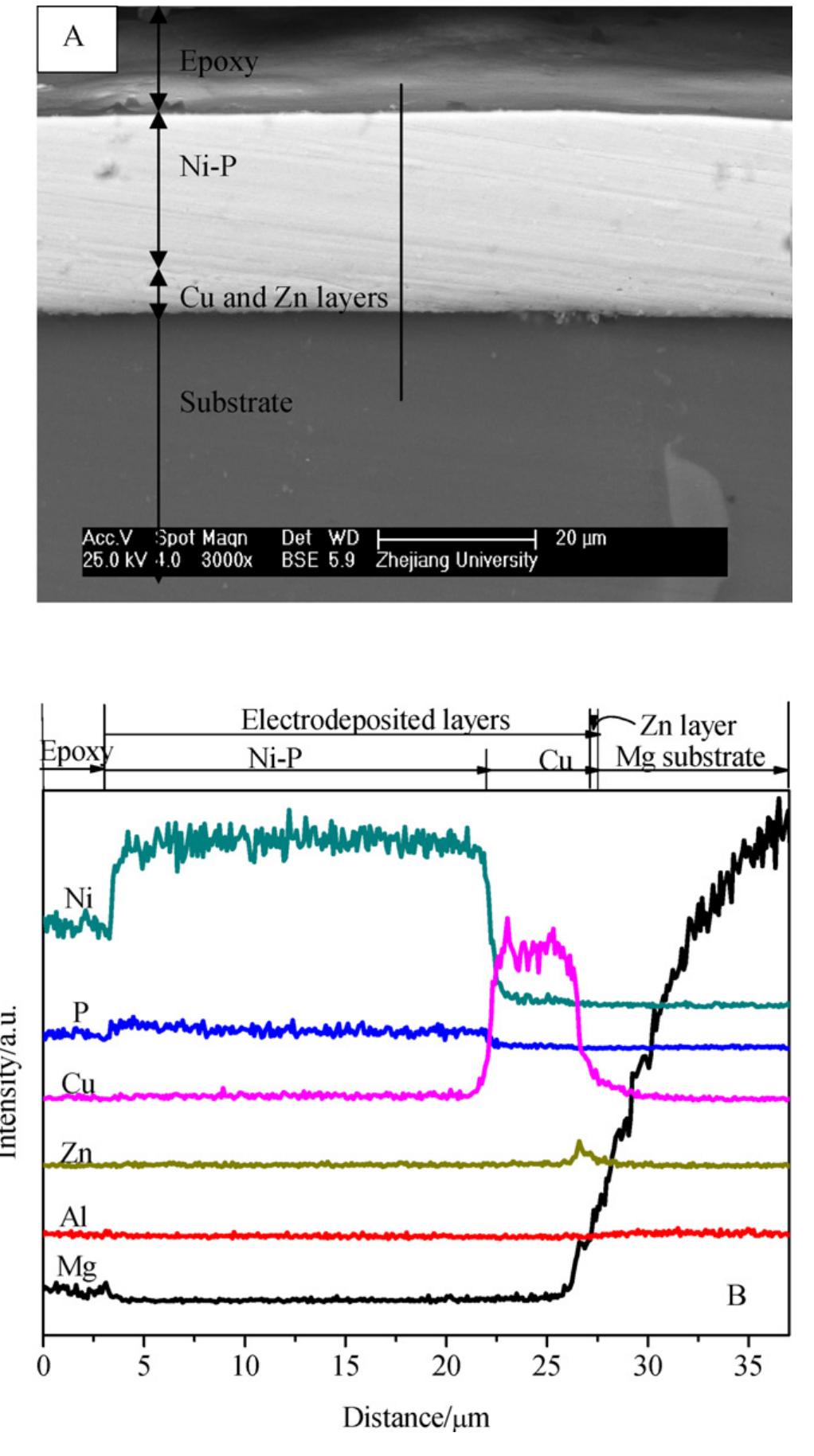 The cross section morphology (a) and edx line profile (b)