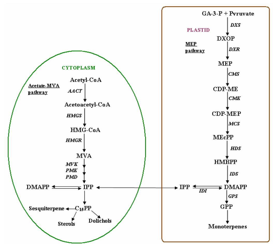 Two separate biochemical pathways, acetate-mva and mep of