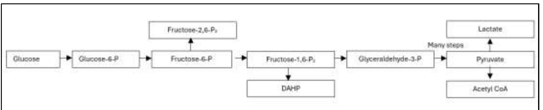 1 glycolysis pathway simplified 1.3.3 pentose phosphate