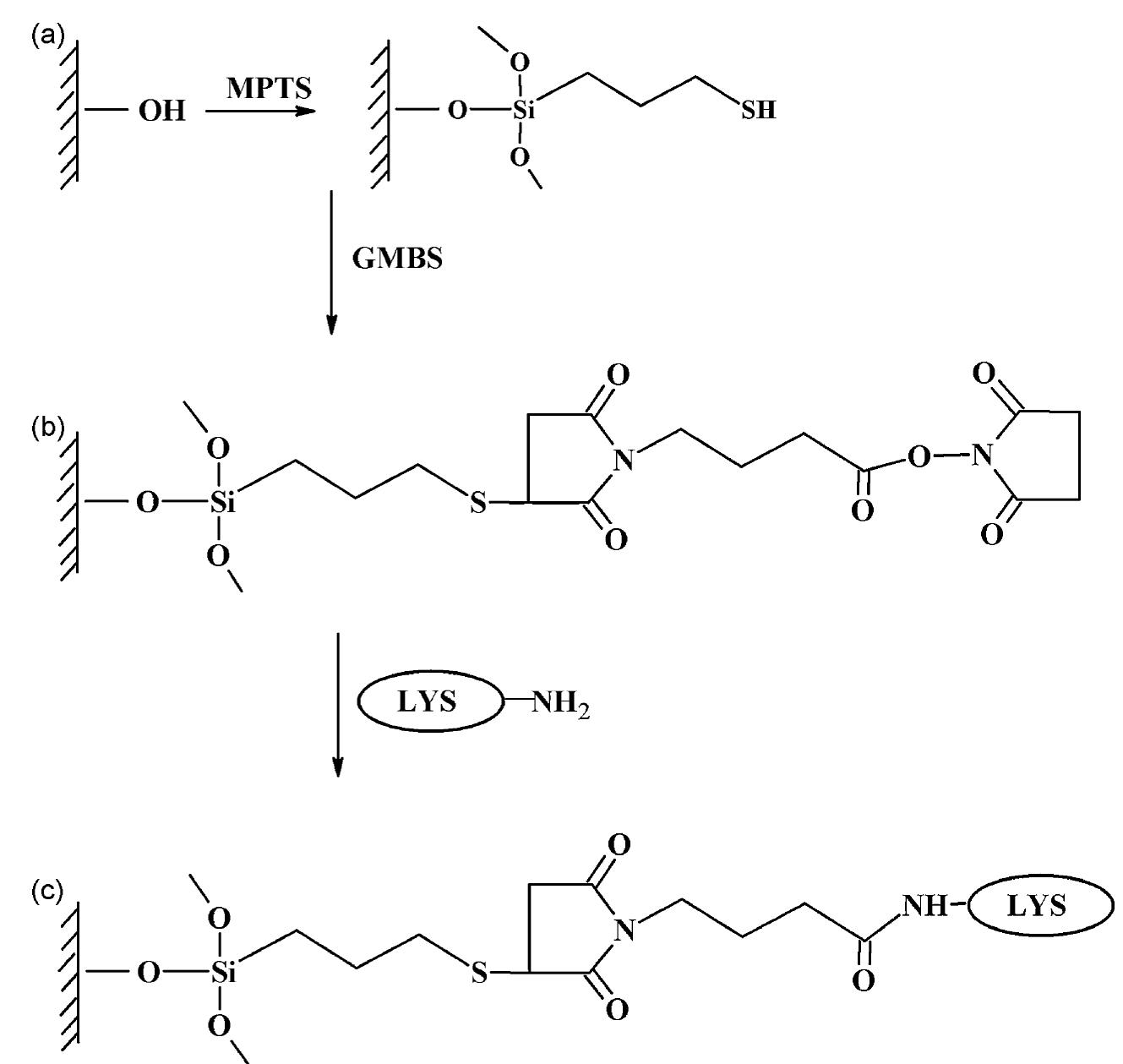Schematic representation of the chemistry used for lysozyme
