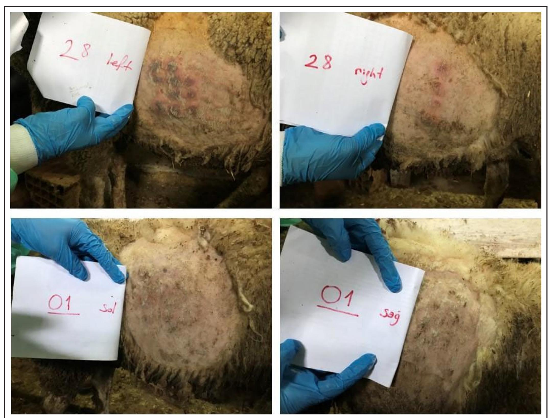 Comparison of skin reactions of protected and non protected