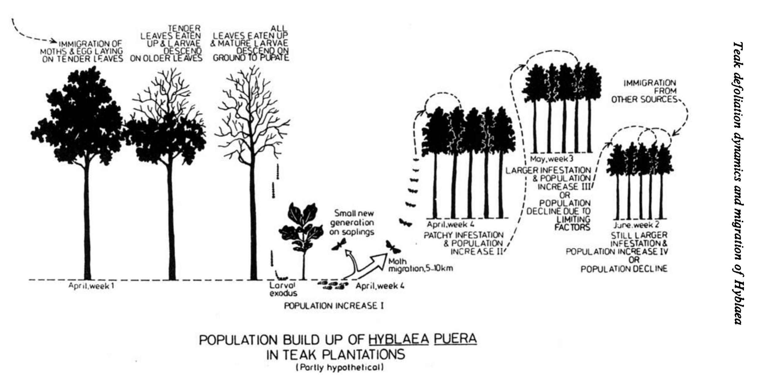 Schematic diagram showing the proposed model of population