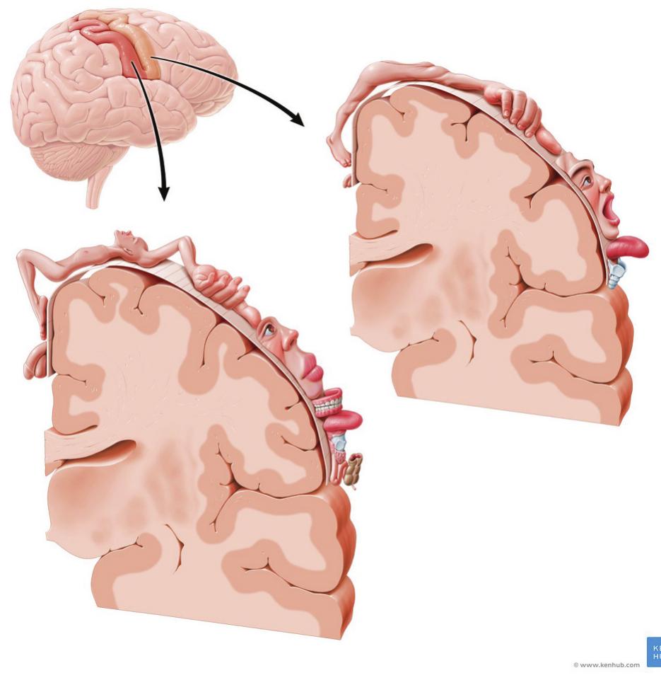 A visualization of the homunculus in a cross-sections of the