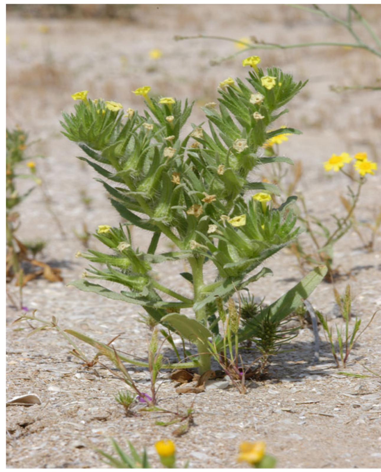 Figure 3 - Kuwait Soil Taxonomy