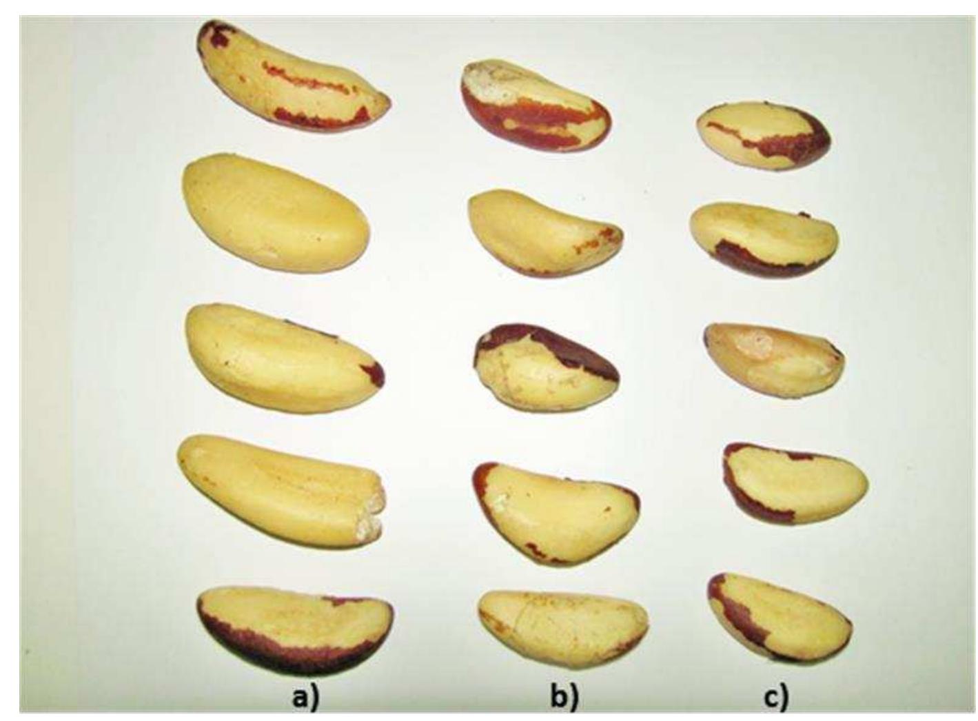 Different classifications of brazil nut used by the