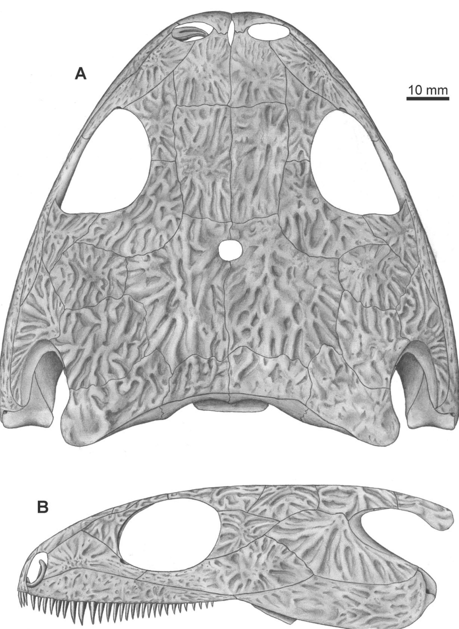 Figure 3 - The cranial anatomy, ontogeny, and relationships