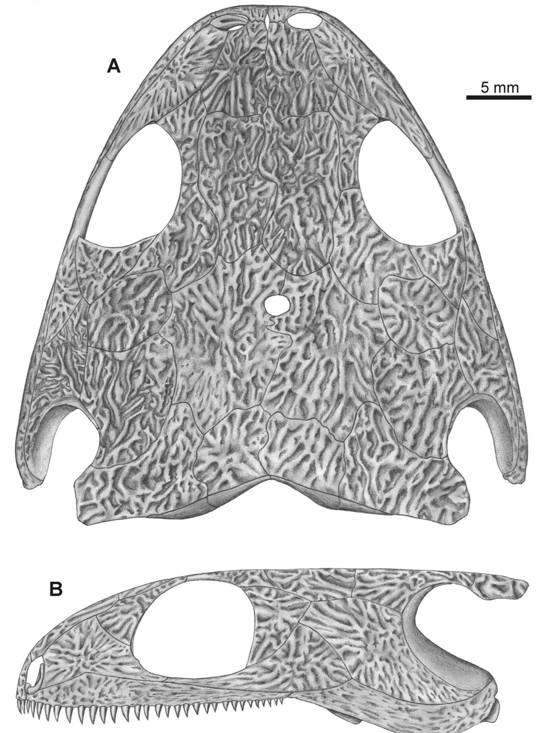 Figure 10 - The cranial anatomy, ontogeny, and relationships
