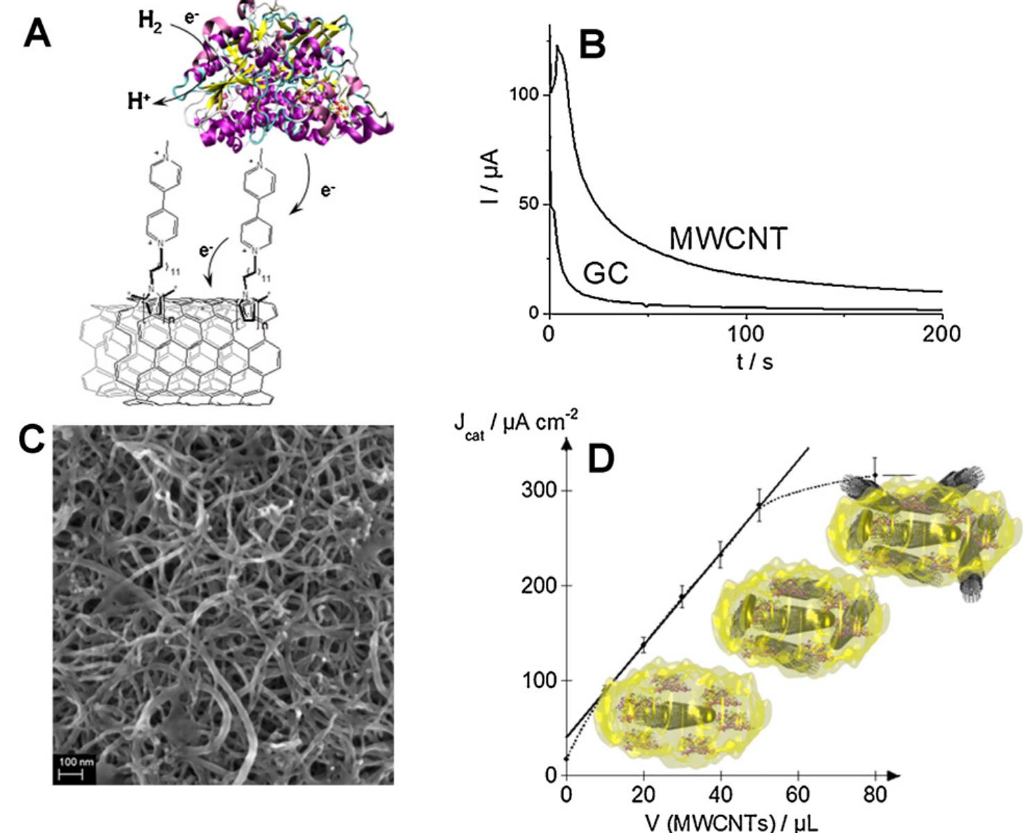 (a) schematic representation of [nife] hydrogenase wiring on