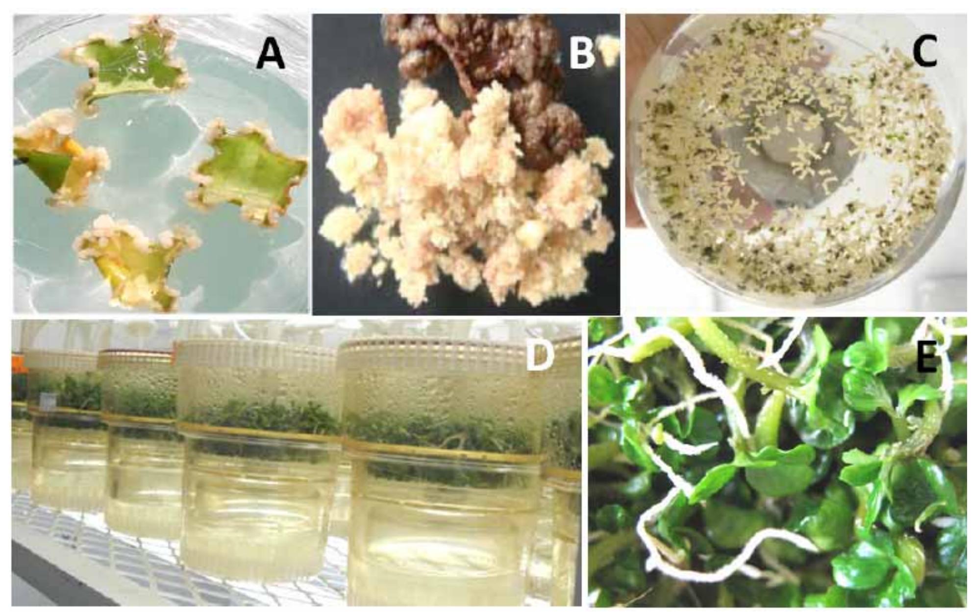 Development stages of coffee tissues during the in vitro