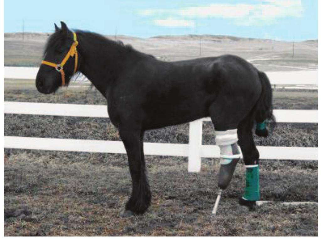 Figure 7 - from How to Perform Amputation of the Equine Limb