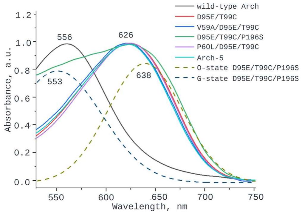 Uv—vis absorption spectra of the wild-type arch and its