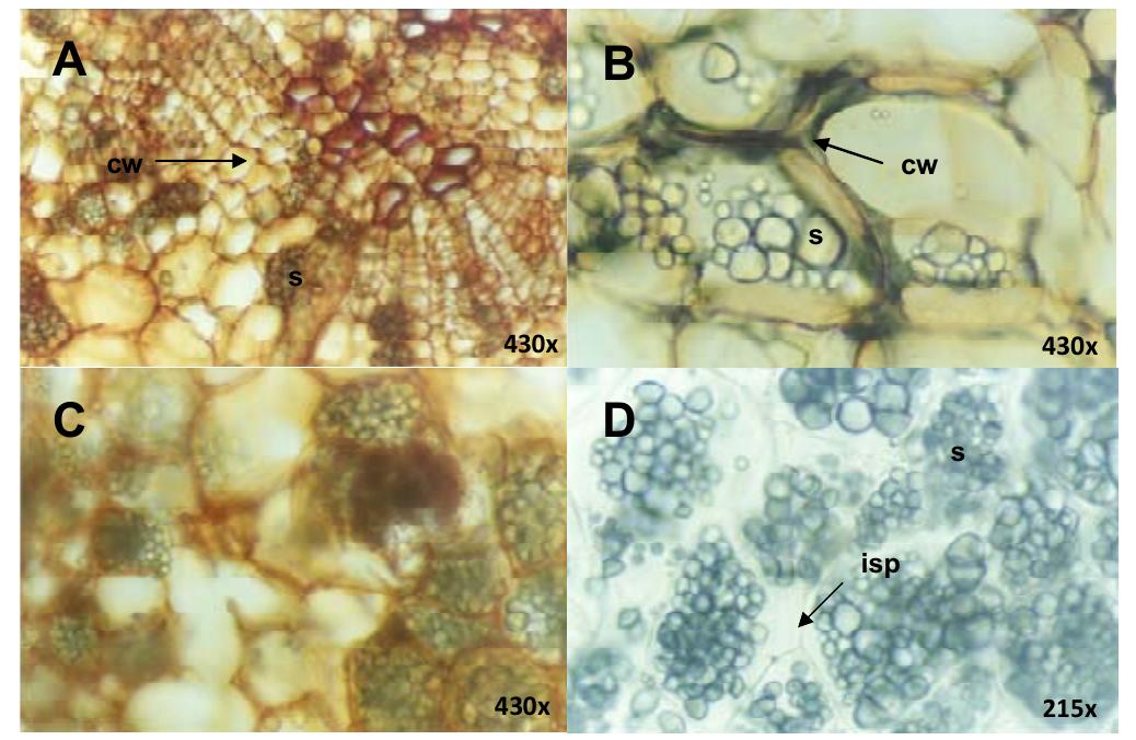 (PDF) Sweet Potato: Production, Morphological and Physicochemical ...