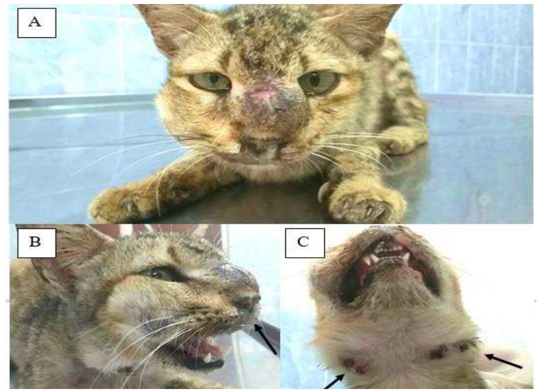 Nasal deformity, swollen nasal bridge and maxillary sinus