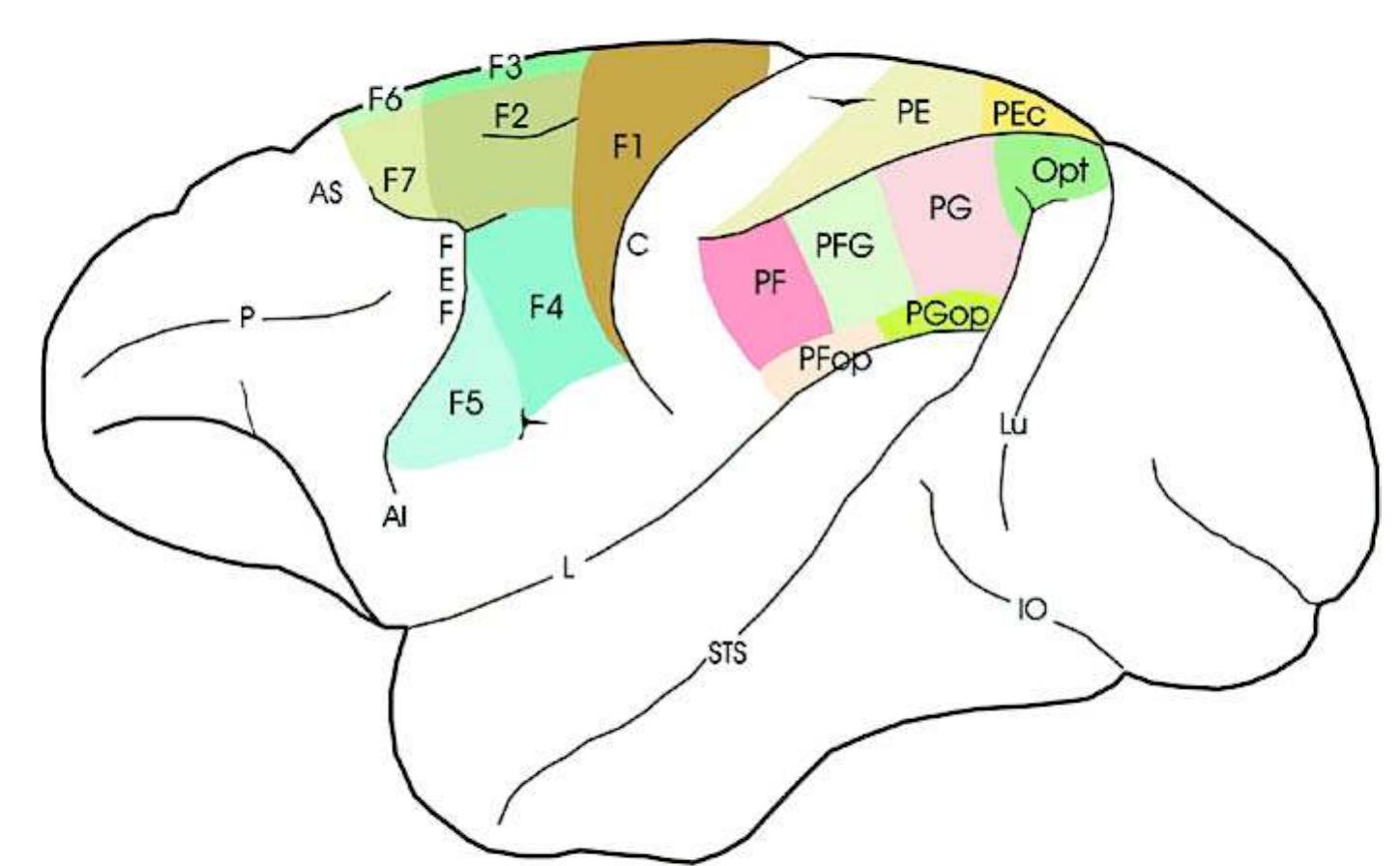(PDF) The mirror-neuron system