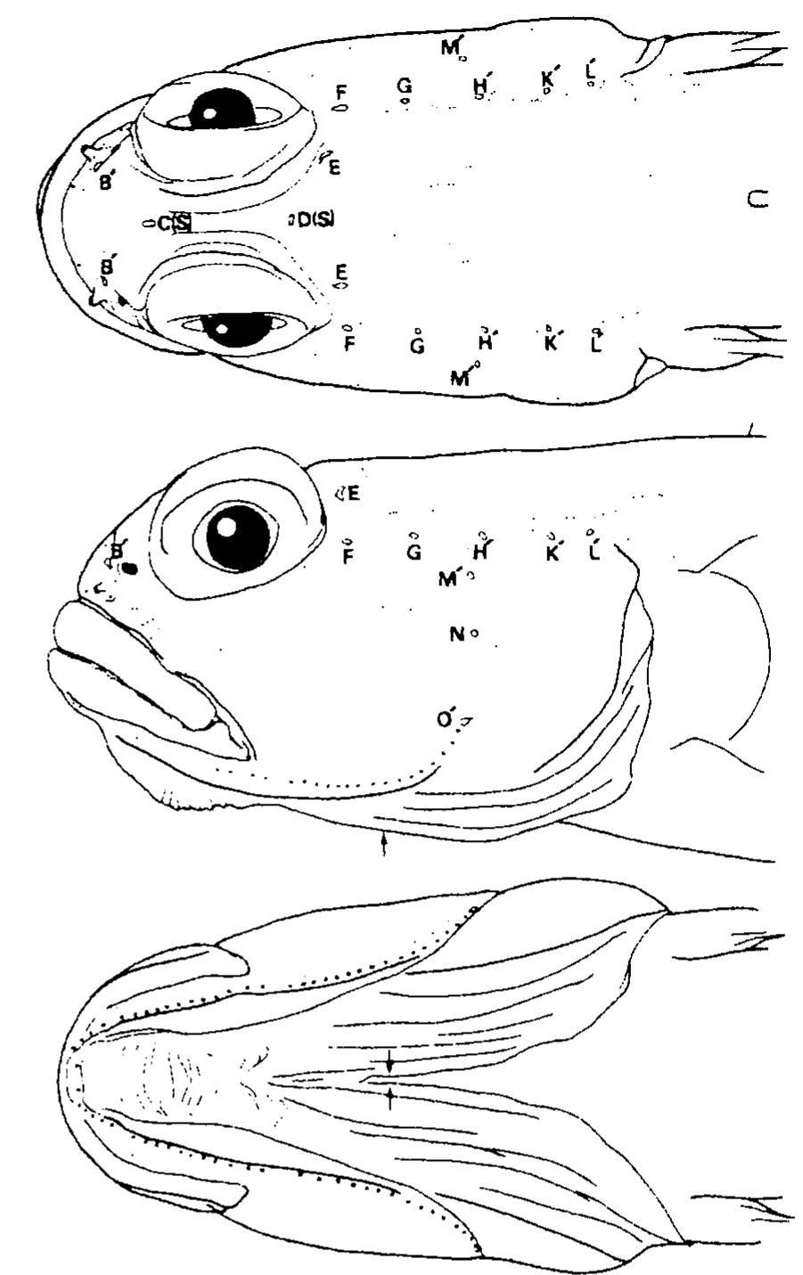 Cephalic lateral line system of dorsal, lat- eral, and