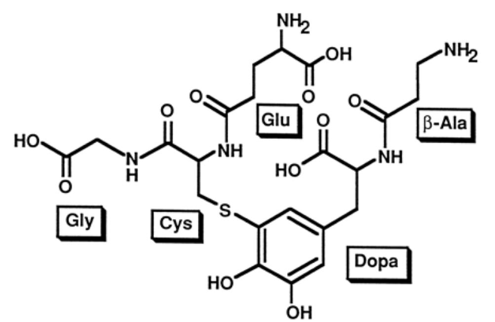 The structure of 5-s-gad.