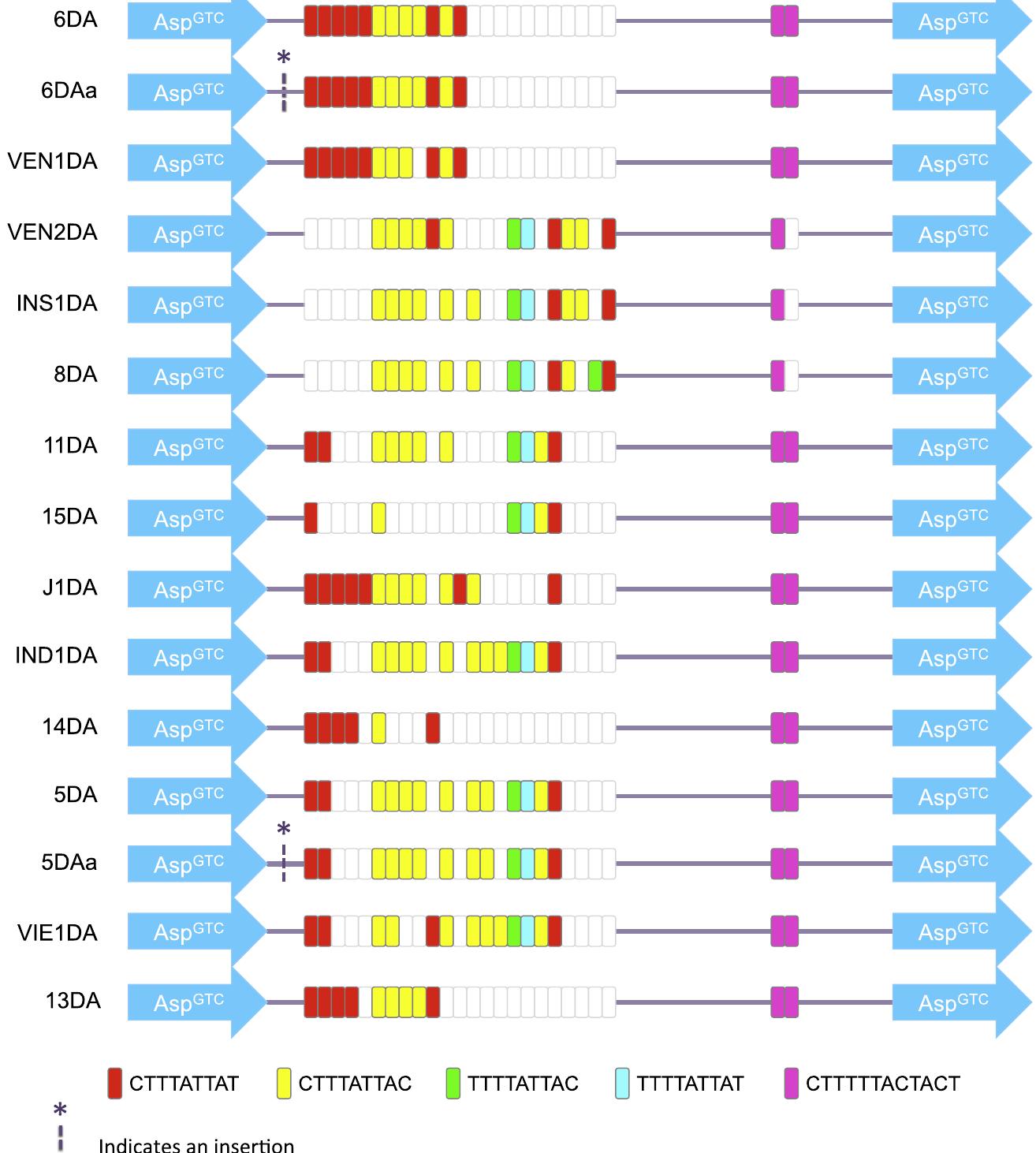 Schematic representation of str d-a locus: proposed