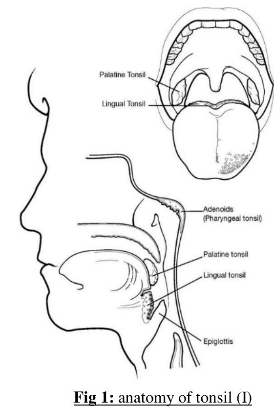 Anteriorly and posteriorly, the tonsil is related to the