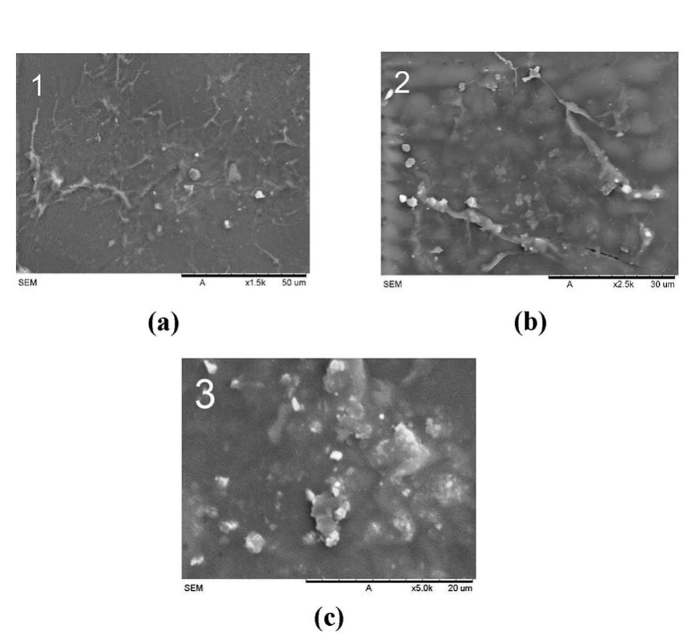 Scanning electron microscopy (sem) images of the