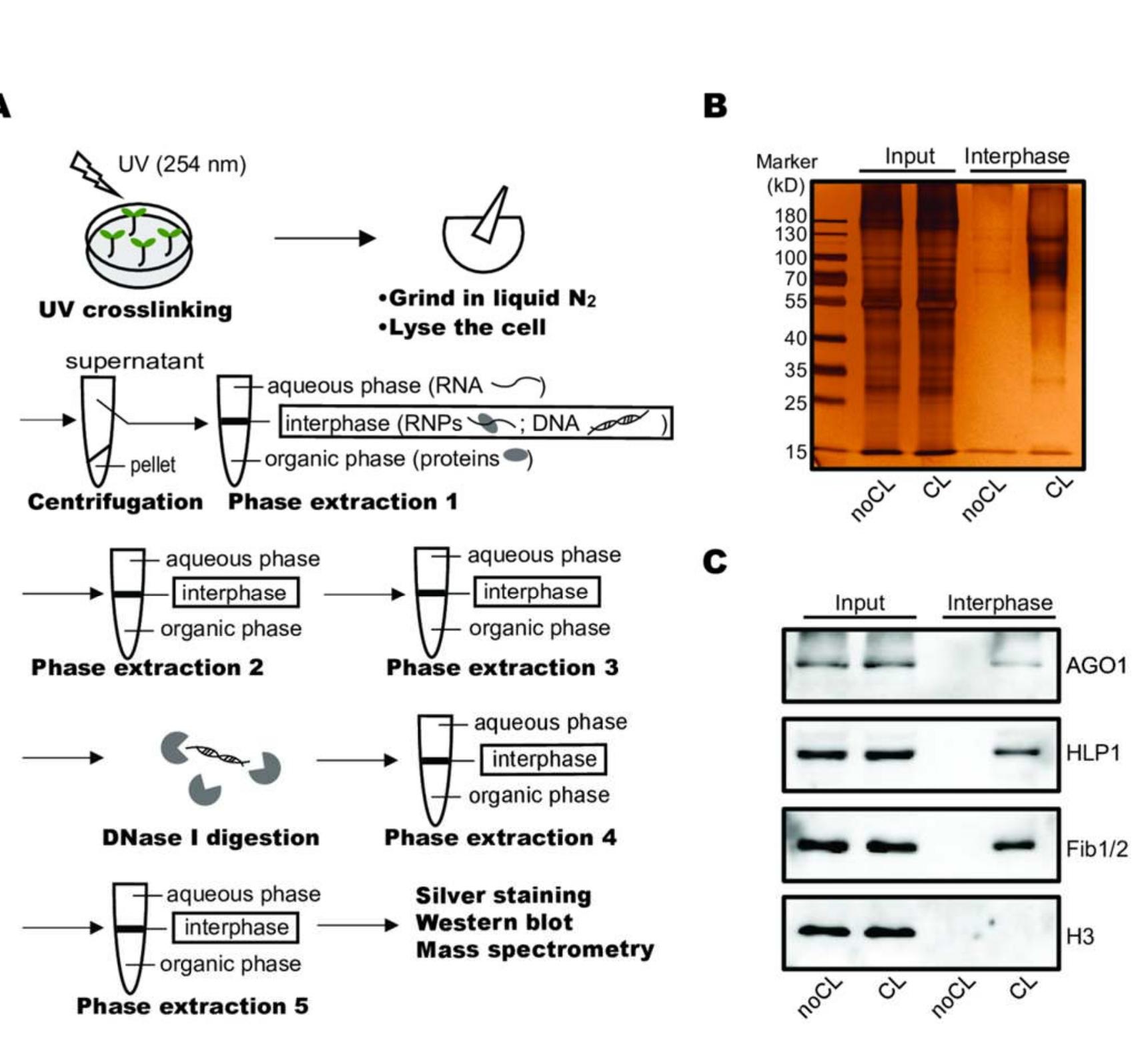 Plant phase extraction (ppe) in arabidopsis. (a) schematic