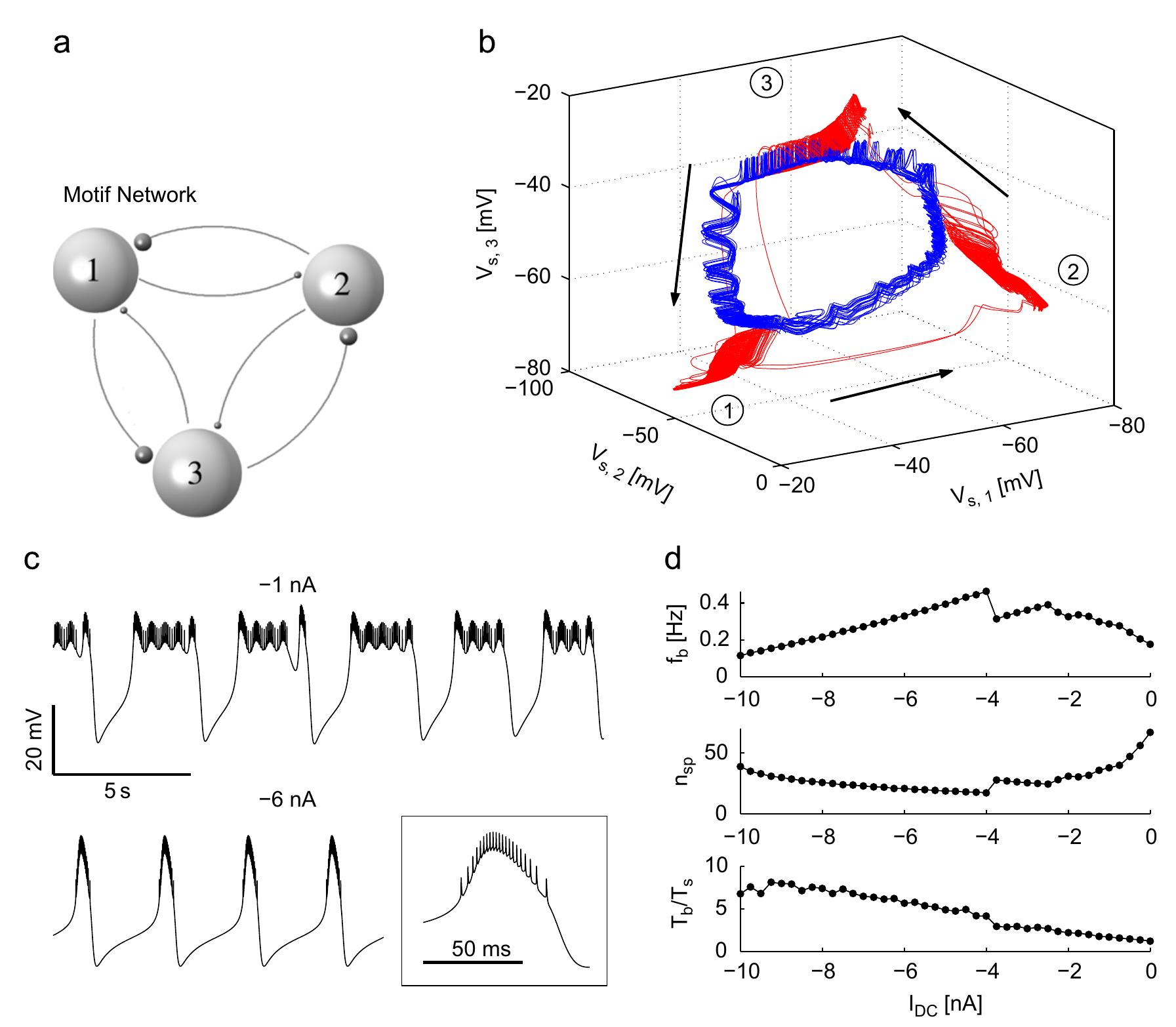 (a) architecture of the simulated network: three neurons are