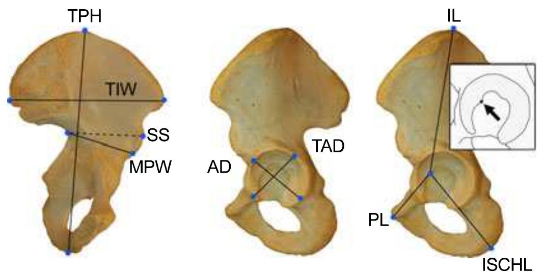 —the nine measurements for coxal bones. medial (left) and