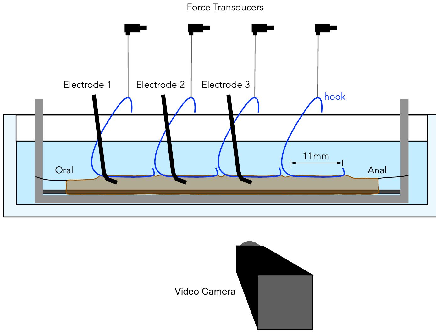 Diagram of the recording setup. isolated intact mouse colons