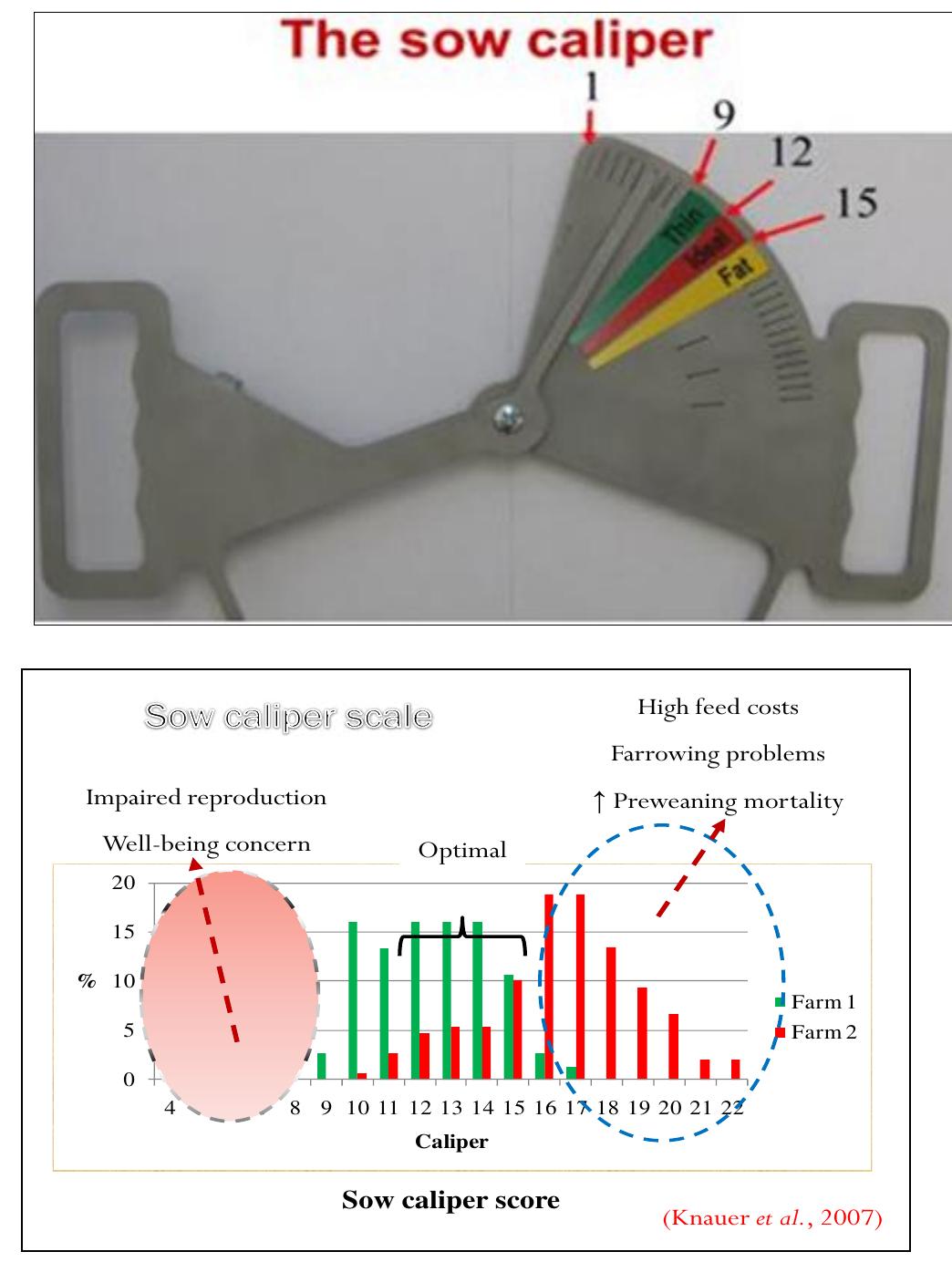 (PDF) Body condition scoring of swine: A review