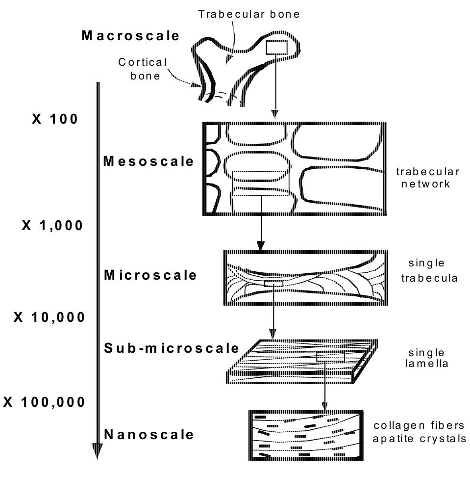 Schematic of a hierarchical structure of trabecular bone.