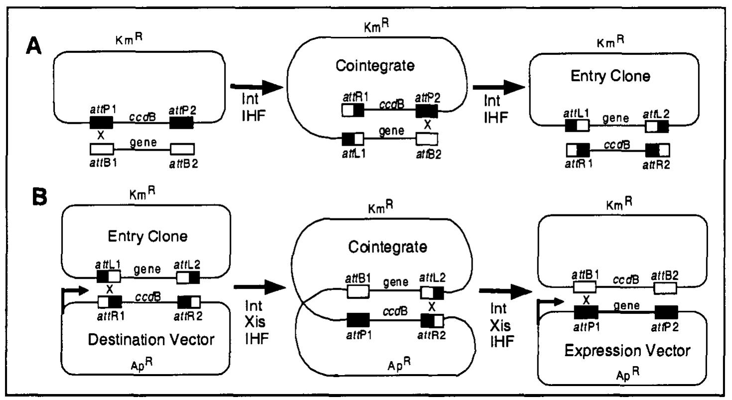 6. recombinational cloning (rc). a. cloning of pcr products