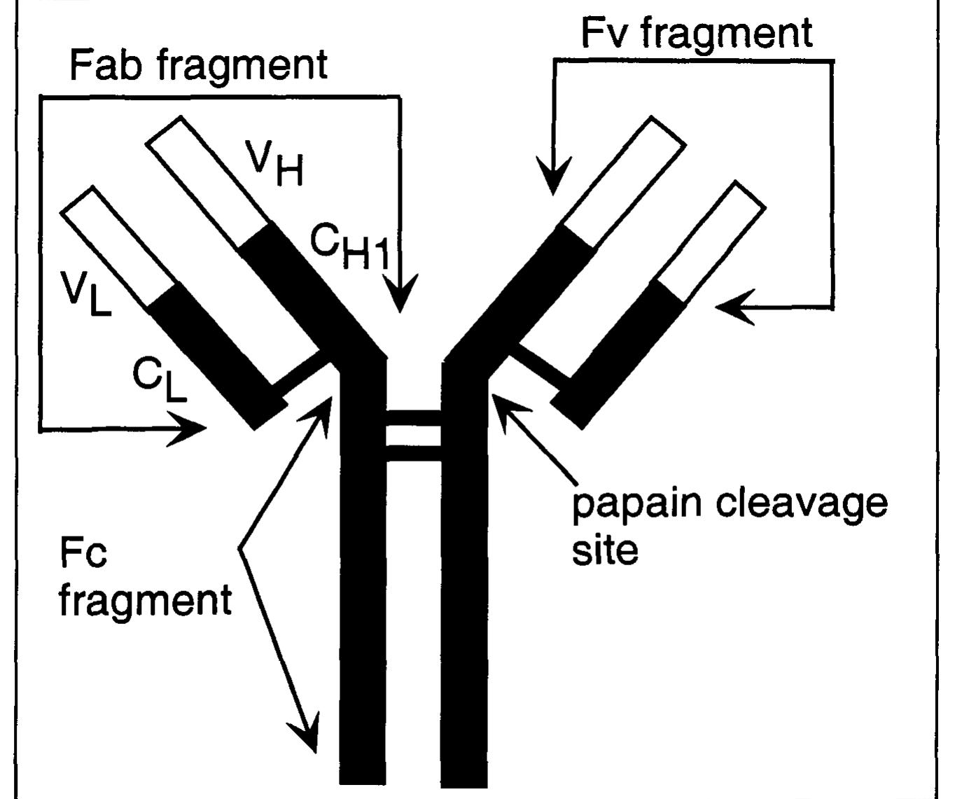 Cleavage of igg with papain yields fab and fe fragments